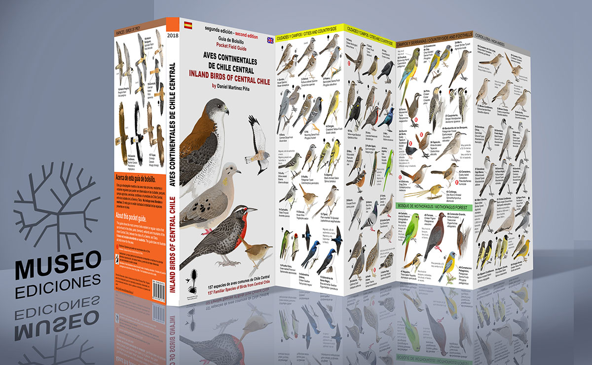 AVES CONTINENTALES DE CHILE CENTRAL – INLAND BIRDS OF CENTRAL CHILE ...