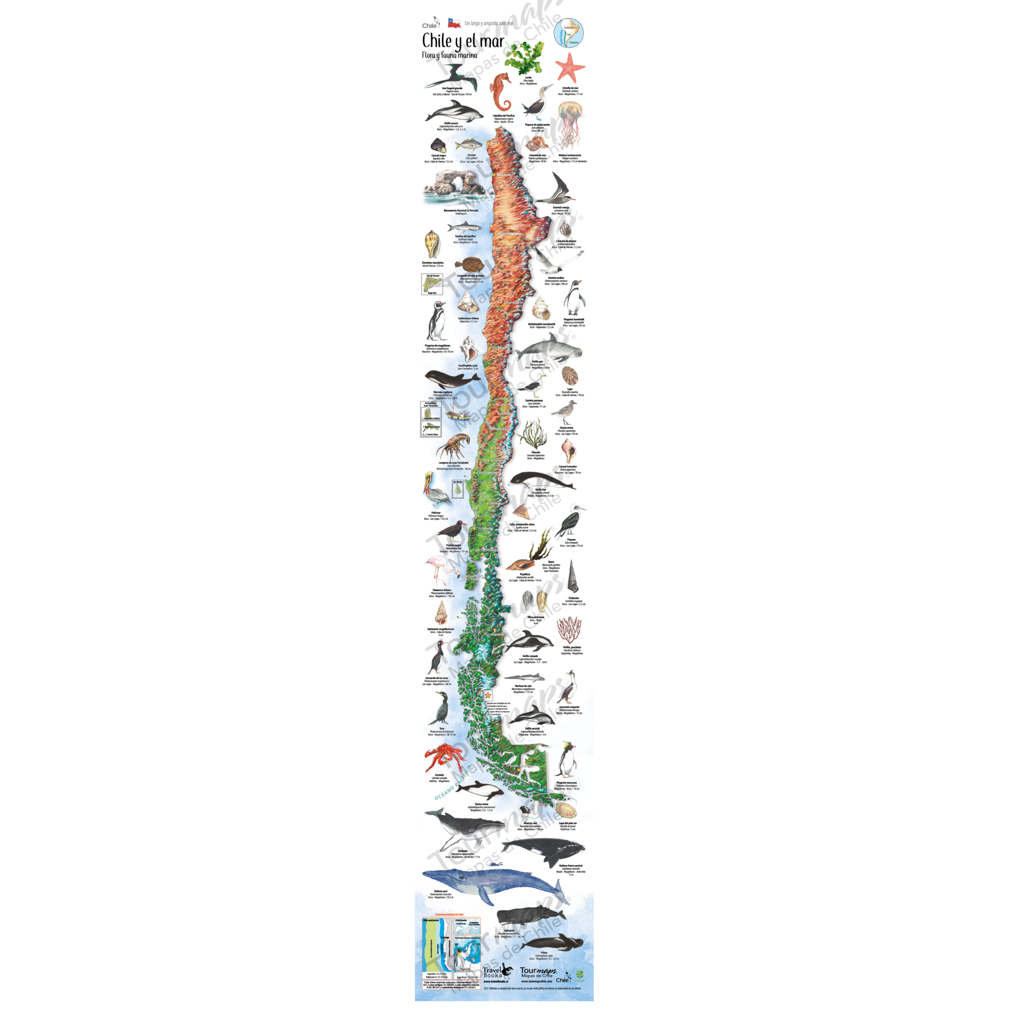 Mapa Chile y el mar – Geobooks- Libreria de Viajes, Flora y Fauna de ...